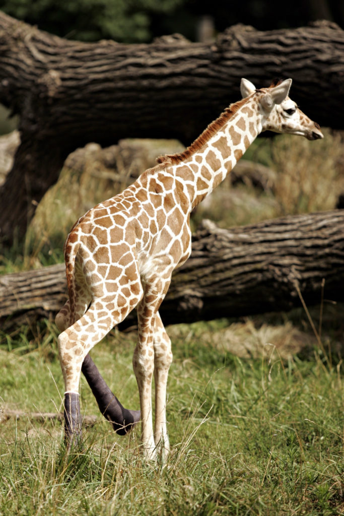 Topeka Zoo attempts unusual procedure on deformed giraffe | News ...